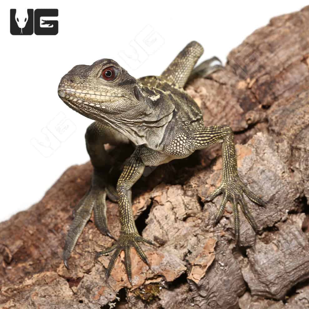 Sulawesi Sailfin Dragon (Hydrosaurus celebensis) For Sale - Underground ...