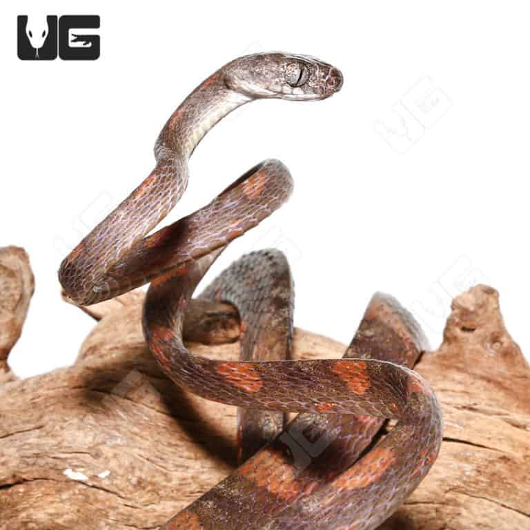 White Spotted Cat Snakes For Sale - Underground Reptiles