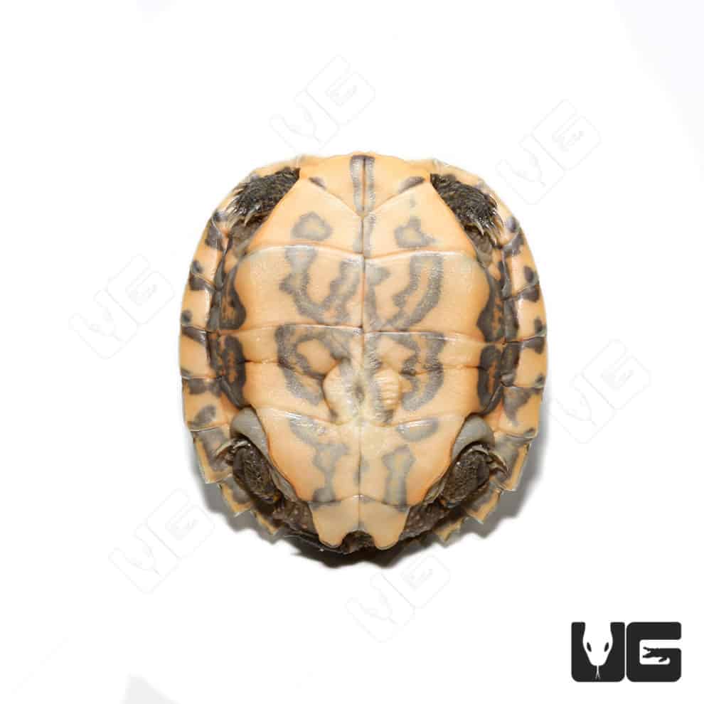 Baby Geographic Map Turtles For Sale - Underground Reptiles