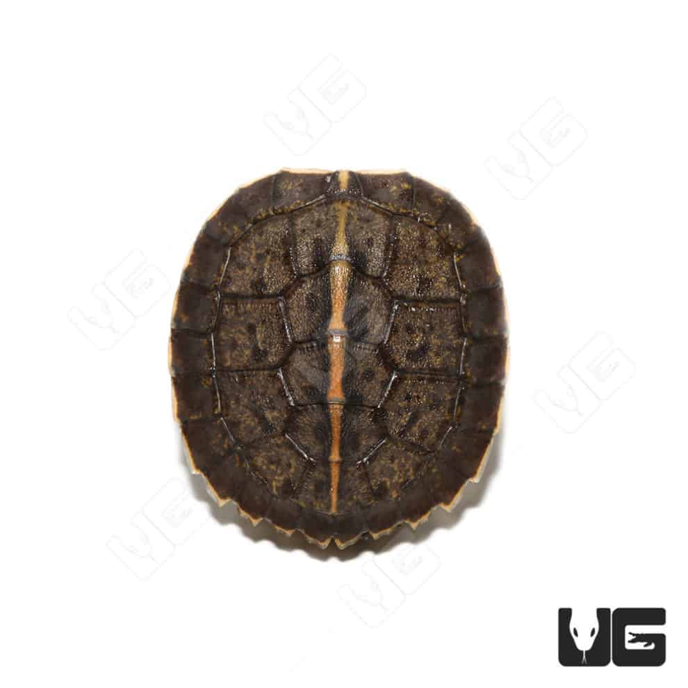 Baby Geographic Map Turtles For Sale - Underground Reptiles