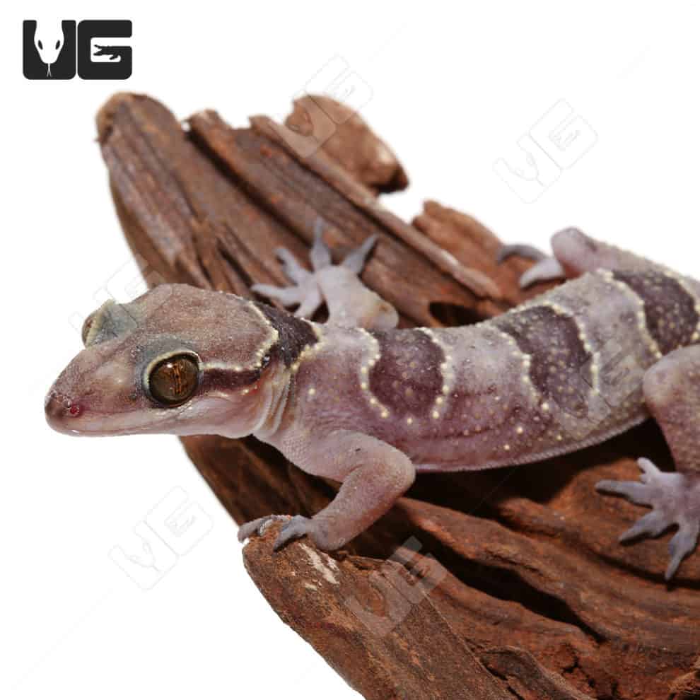 Giant Bent Toed Geckos For Sale - Underground Reptiles