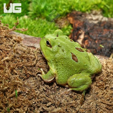 Matcha Pacman Frogs for sale - Underground Reptiles