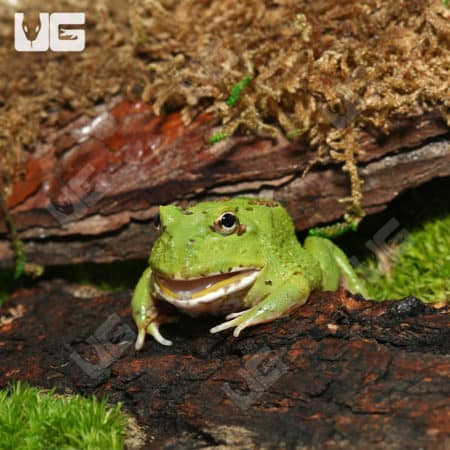 Matcha Pacman Frogs for sale - Underground Reptiles