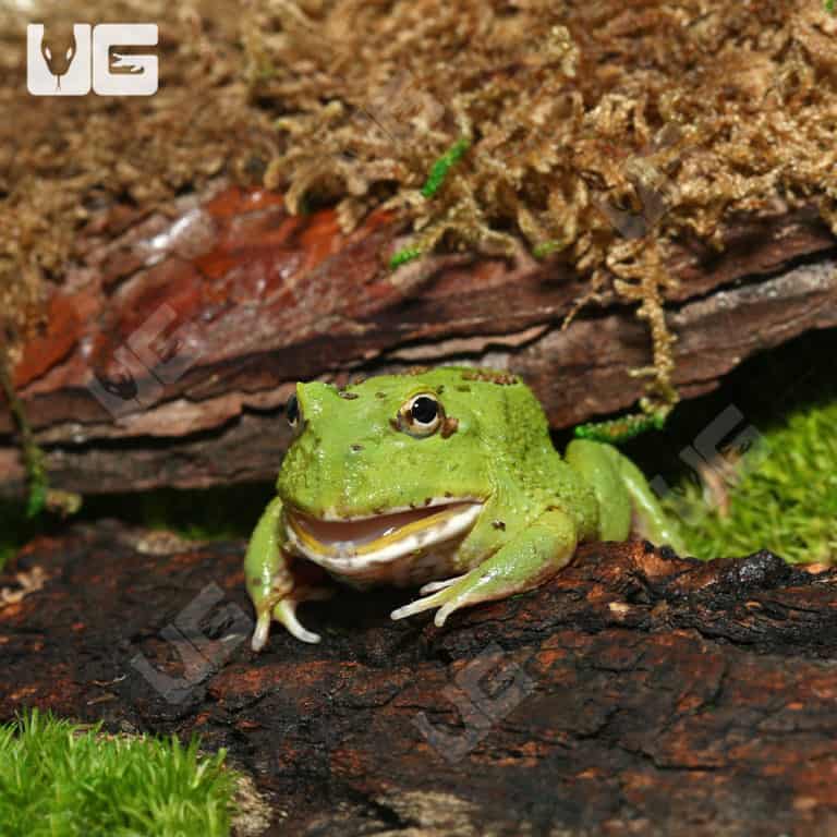 Matcha Pacman Frogs for sale - Underground Reptiles