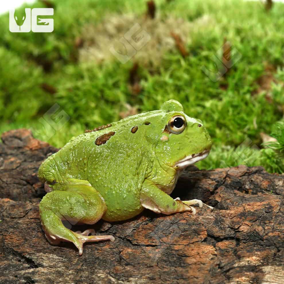 Matcha Pacman Frogs for sale - Underground Reptiles
