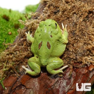Matcha Pacman Frogs for sale - Underground Reptiles