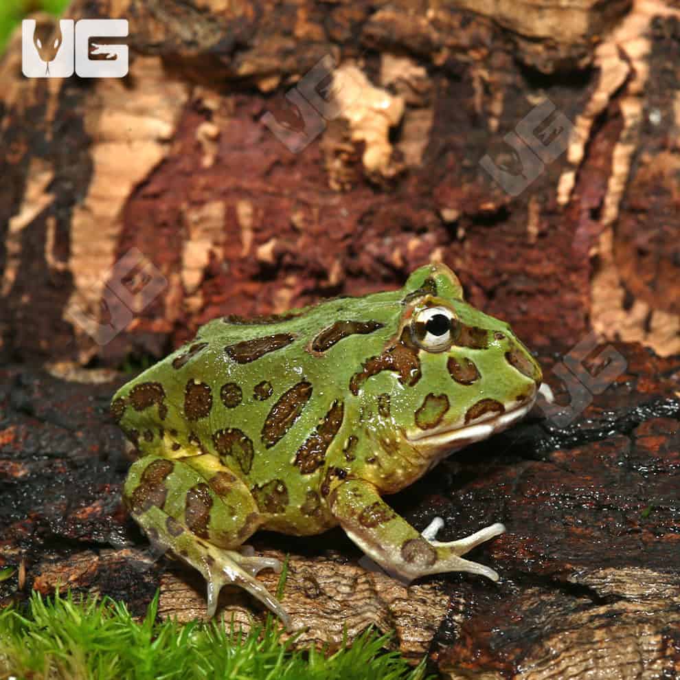 Samurai Blue Pacman Frog For Sale - Underground Reptiles