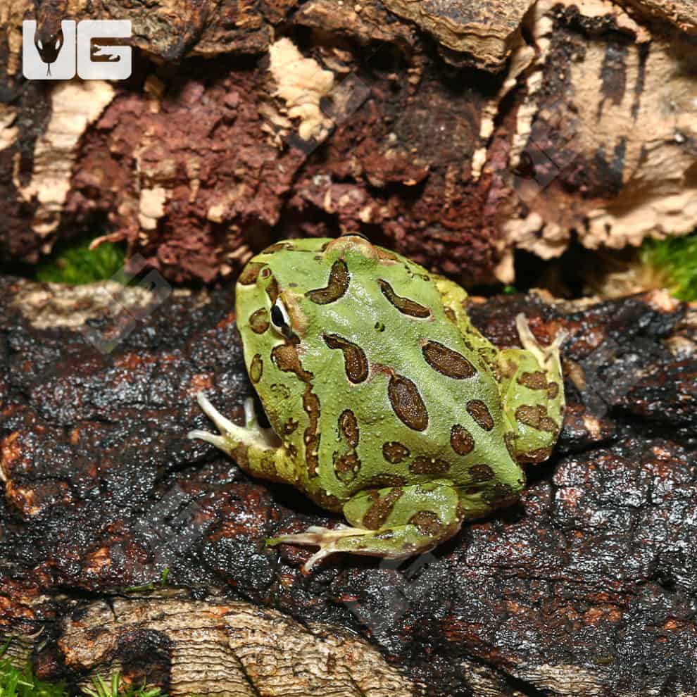 Samurai Blue Pacman Frog For Sale - Underground Reptiles