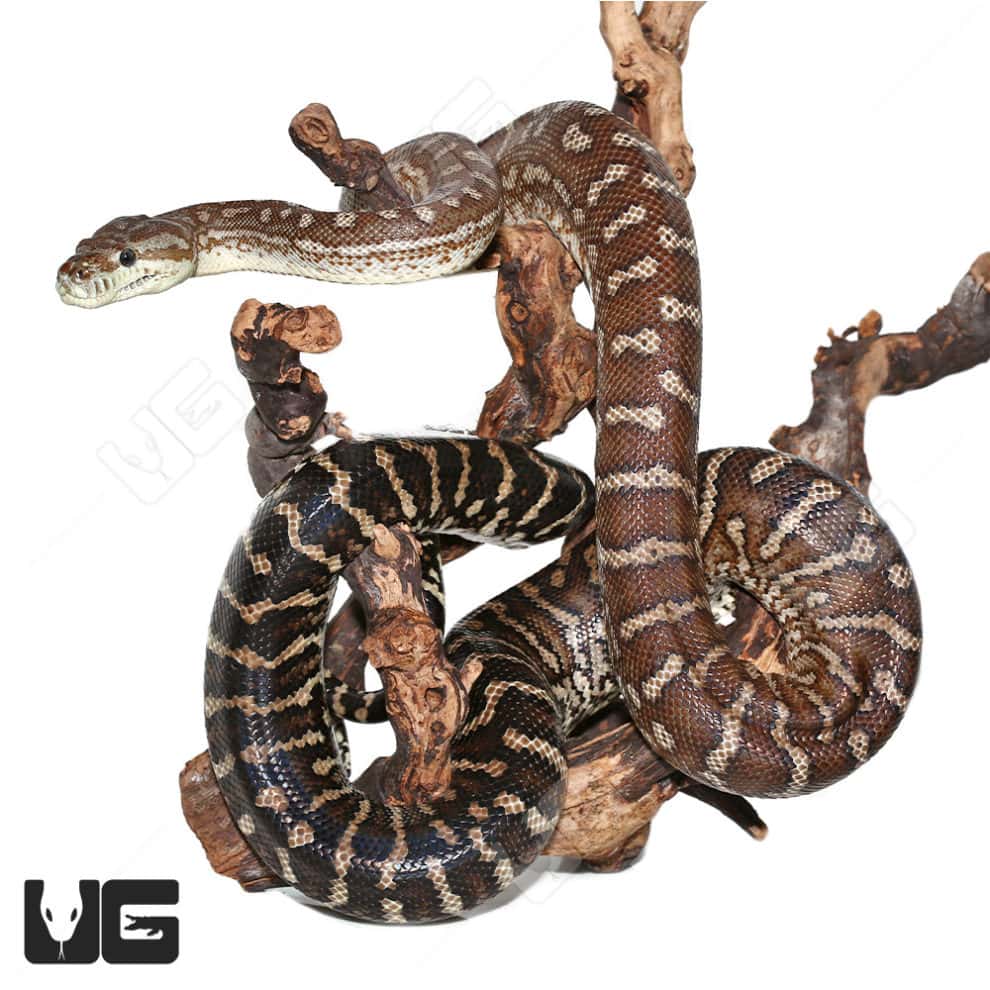 Carpet Pythons For Sale - Underground Reptiles