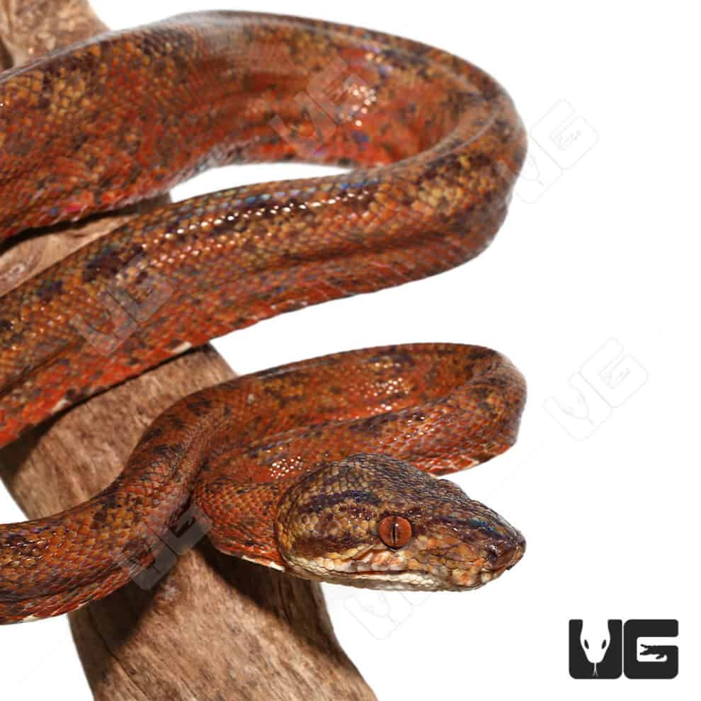 Boas For Sale - Underground Reptiles
