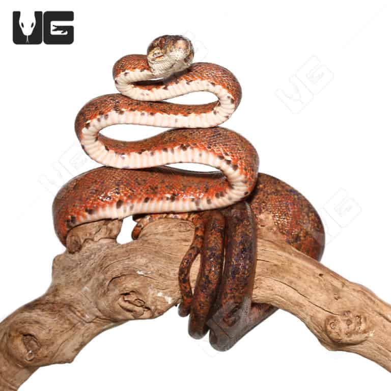 Boas For Sale - Underground Reptiles