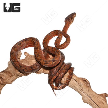 Baby Candy Cane Amazon Tree Boas For Sale - Underground Reptiles