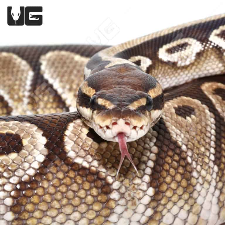 Baby Ball Pythons For Sale - Underground Reptiles