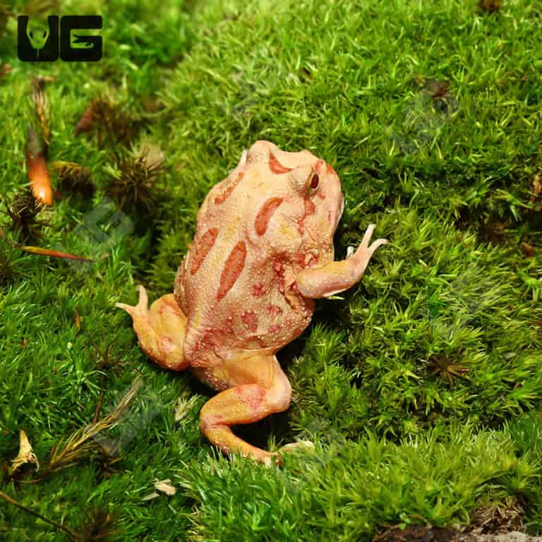 Apricot Pacman Frogs For Sale - Underground Reptiles