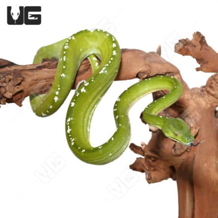 Green Tree Pythons For Sale - Underground Reptiles