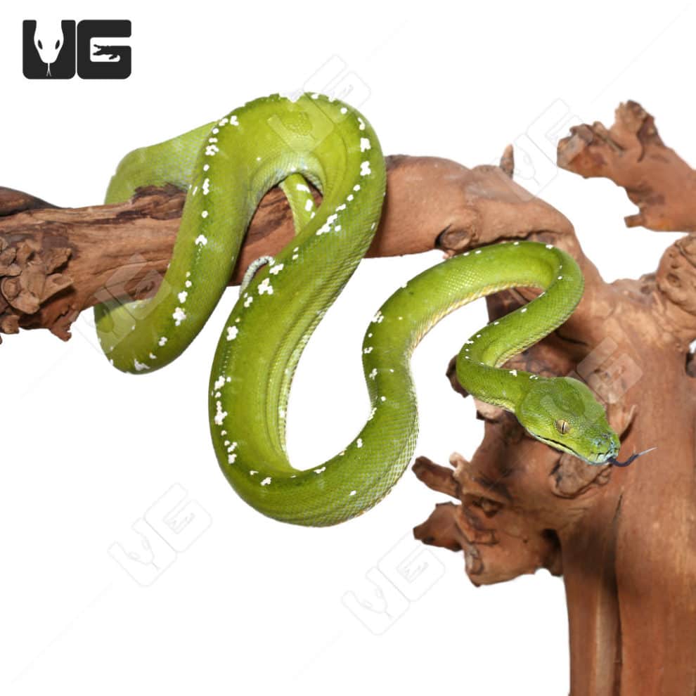 Adult Aru Green Tree Python for sale - Underground Reptiles