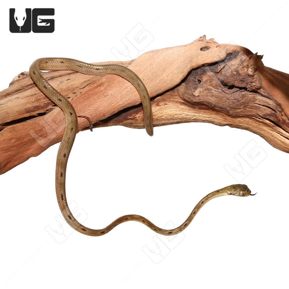 Mangrove Snakes For Sale - Underground Reptiles