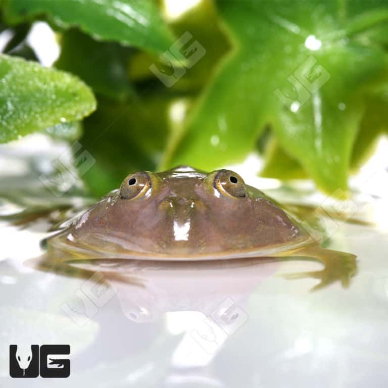 Other Frogs For Sale - Underground Reptiles