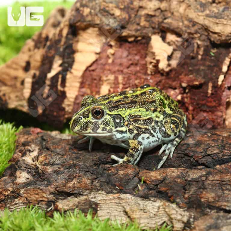 Auctions - Underground Reptiles