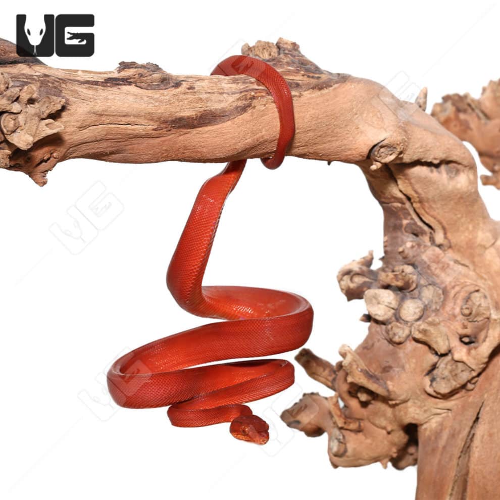 Colored Amazon Tree Boas For Sale - Underground Reptiles