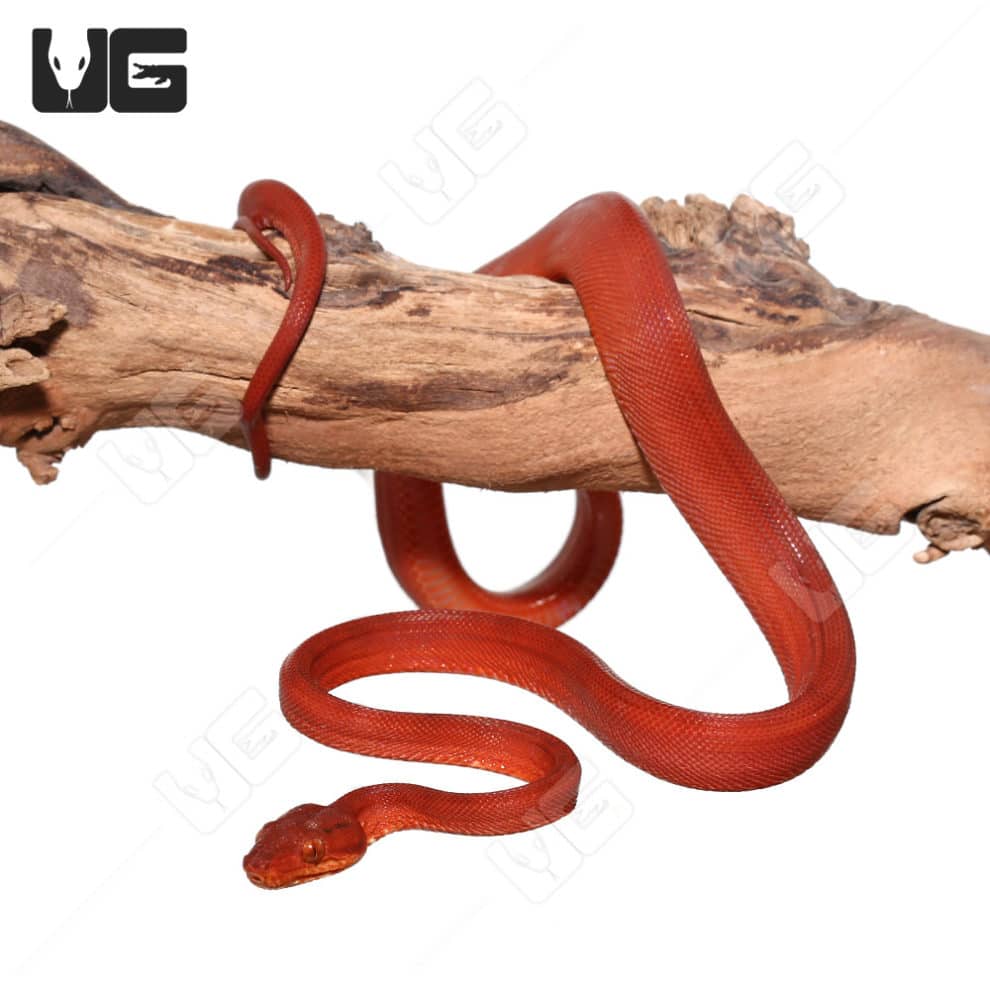 Colored Amazon Tree Boas For Sale - Underground Reptiles