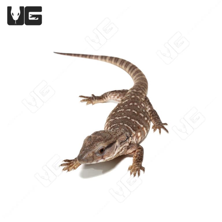 Baby Savannah Monitors For Sale - Underground Reptiles