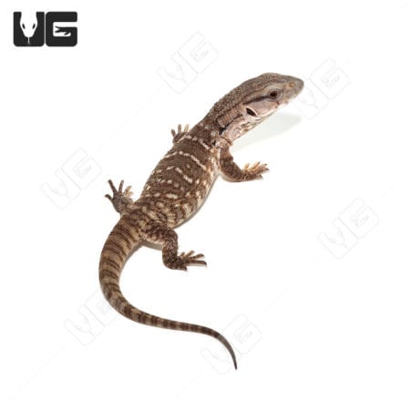 Baby Savannah Monitors For Sale - Underground Reptiles