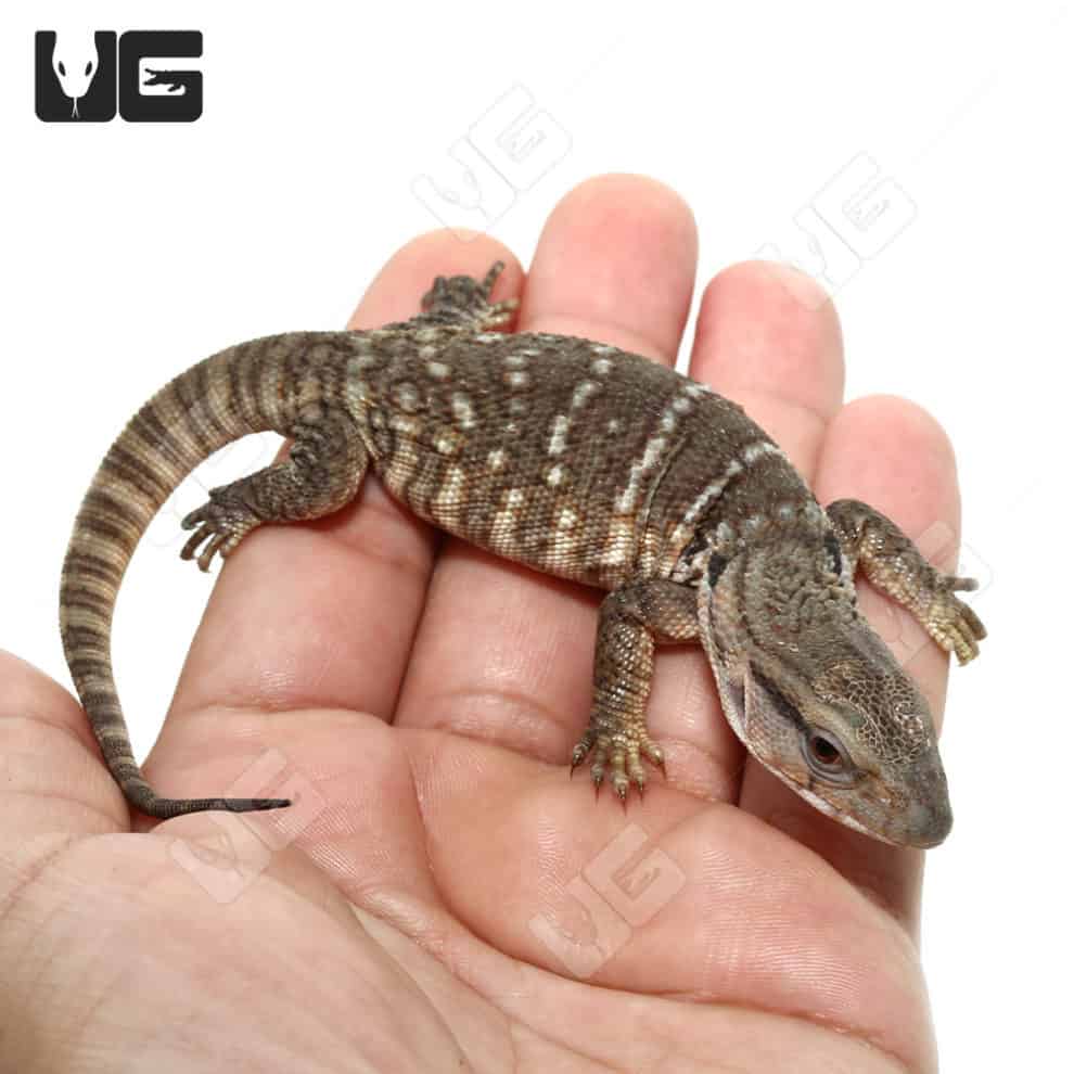 Baby Savannah Monitors For Sale - Underground Reptiles