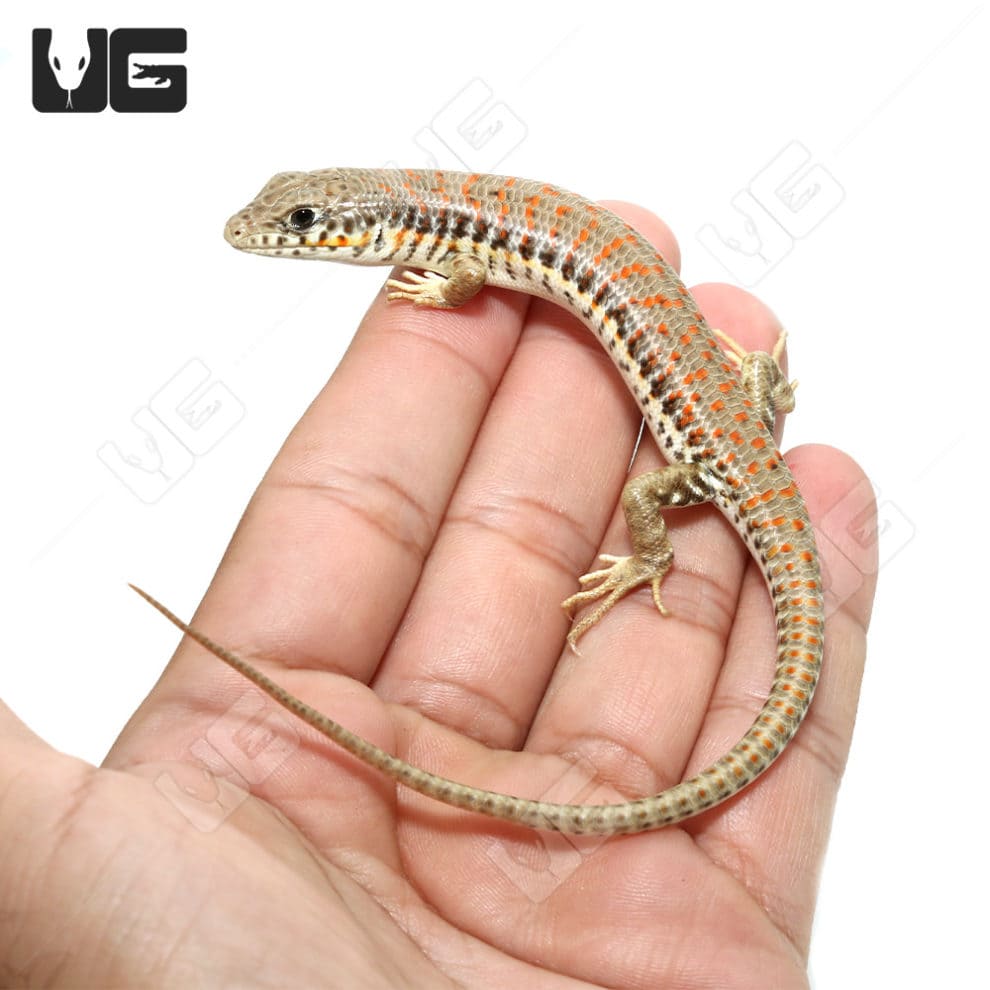 Schneider Skink For Sale - Underground Reptiles