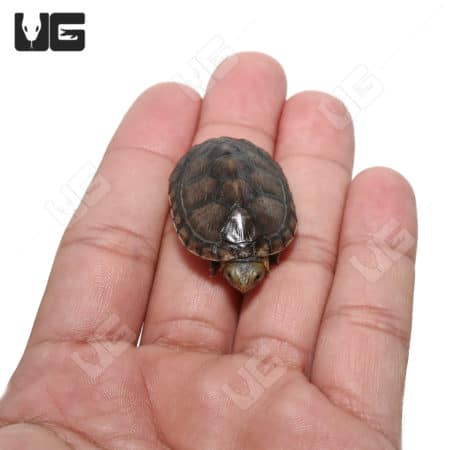 Baby White Lipped Mud Turtles (Kinosternon leucostomum) For Sale - Underground Reptiles
