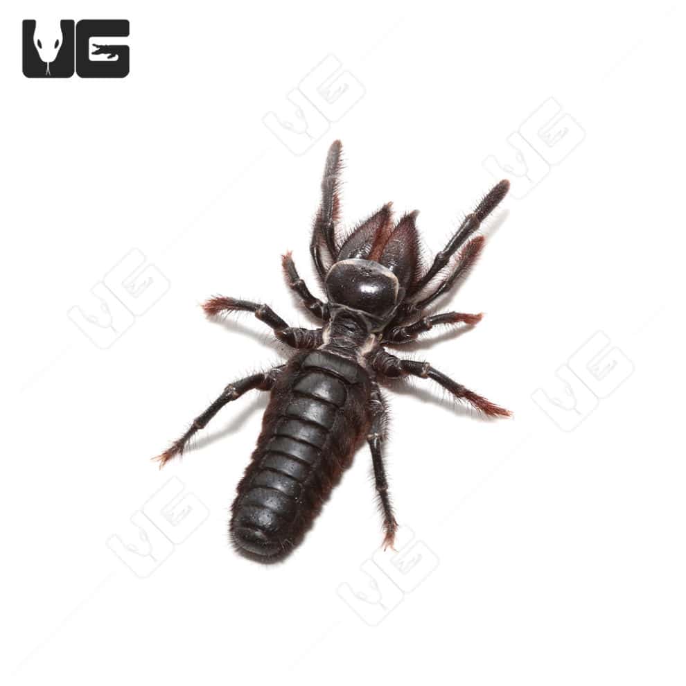 Sun Spider (Solifugae sp) For Sale - Underground Reptiles