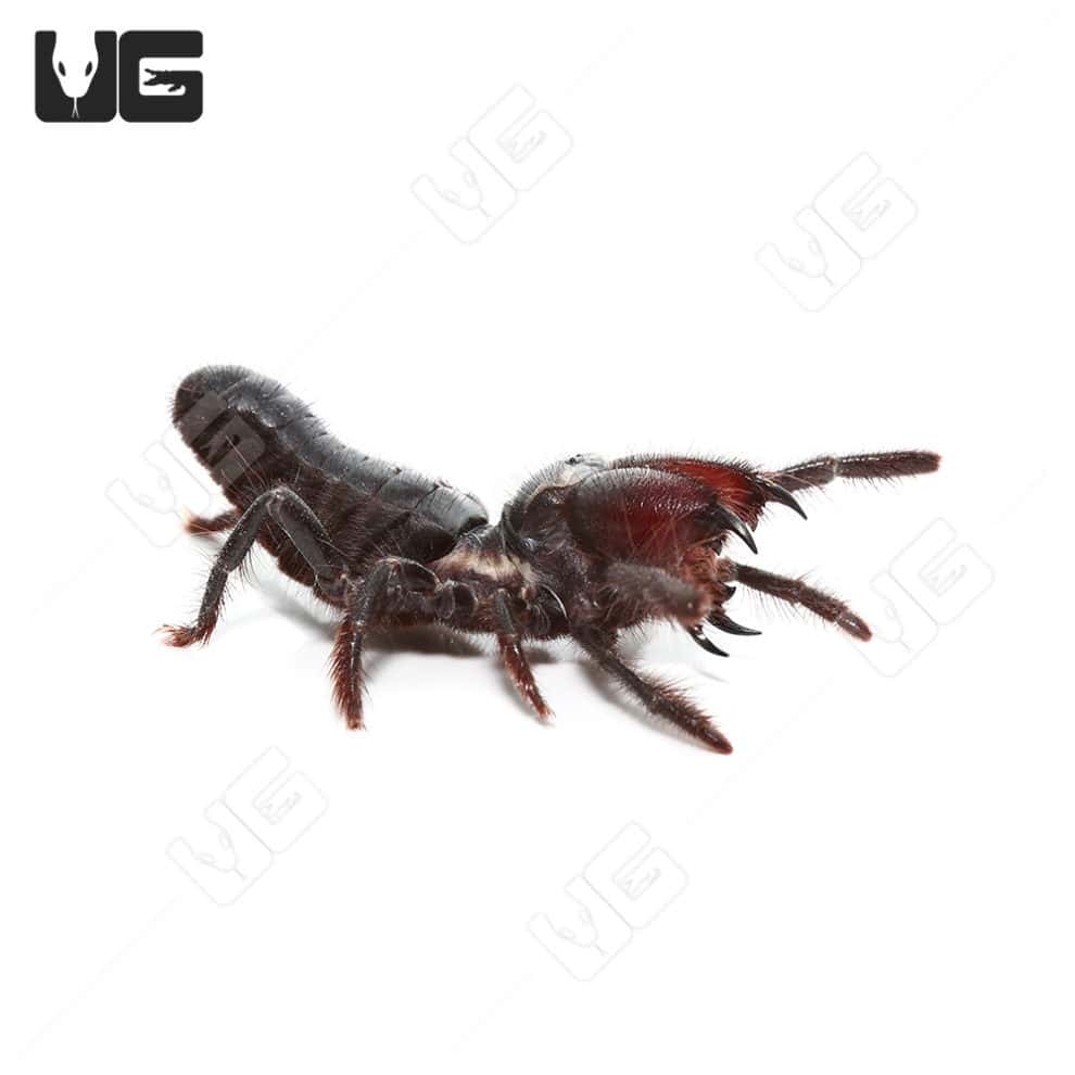Sun Spider (Solifugae sp) For Sale - Underground Reptiles