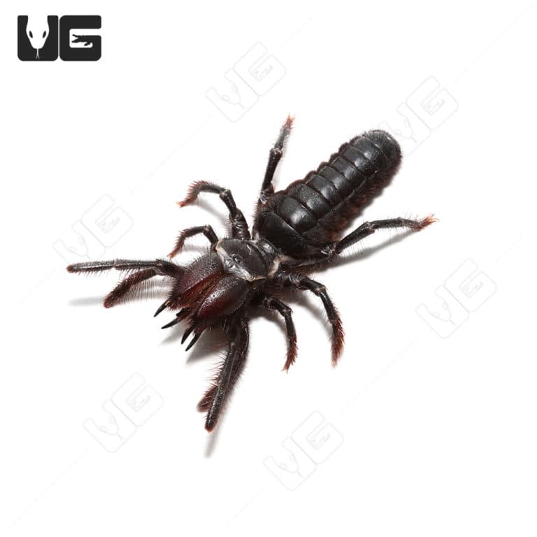 Sun Spider (Solifugae sp) For Sale - Underground Reptiles