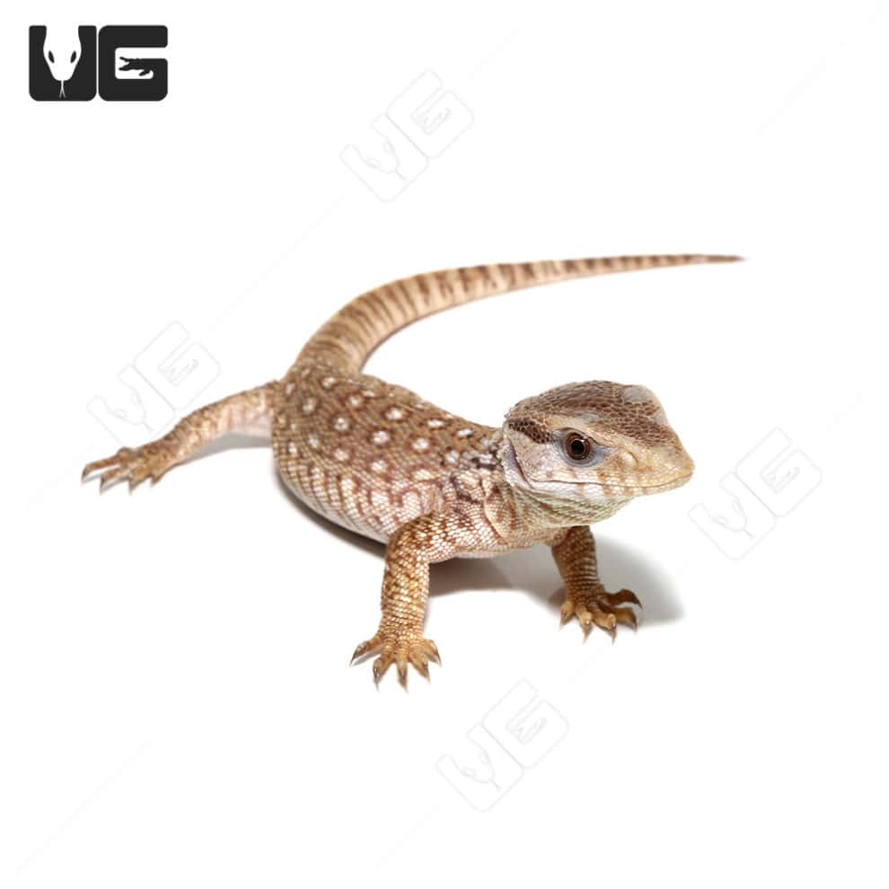 Baby Savannah Monitors For Sale - Underground Reptiles