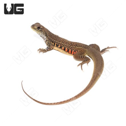 Other Lizards For Sale - Underground Reptiles