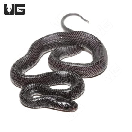 African File Snake For Sale - Underground Reptiles