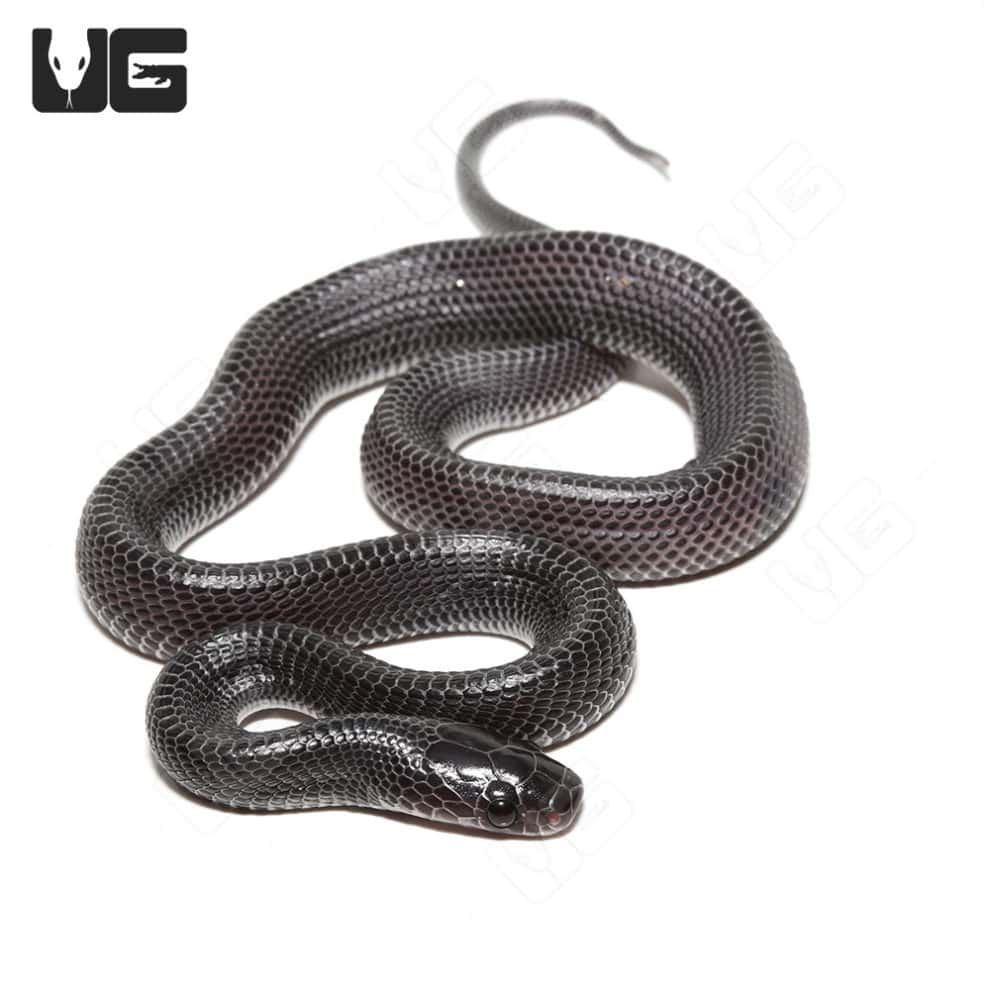 African File Snake For Sale - Underground Reptiles