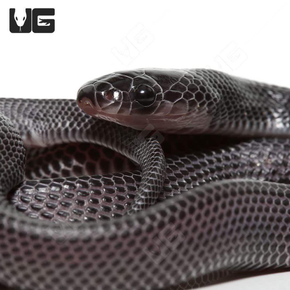 African File Snake For Sale - Underground Reptiles