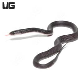 Baby African File Snake (Gonionotophis Capensis) For Sale - Underground ...