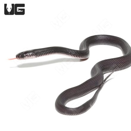 African File Snake For Sale - Underground Reptiles