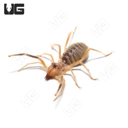 Camel Spider (Galeodes arabs) For Sale - Underground Reptiles
