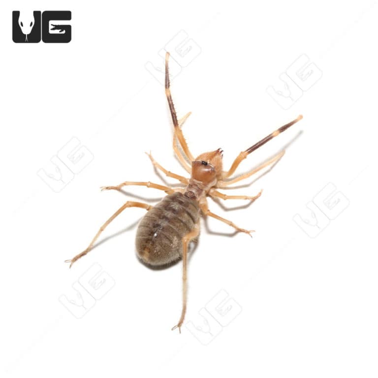 Camel Spider (Galeodes arabs) For Sale - Underground Reptiles
