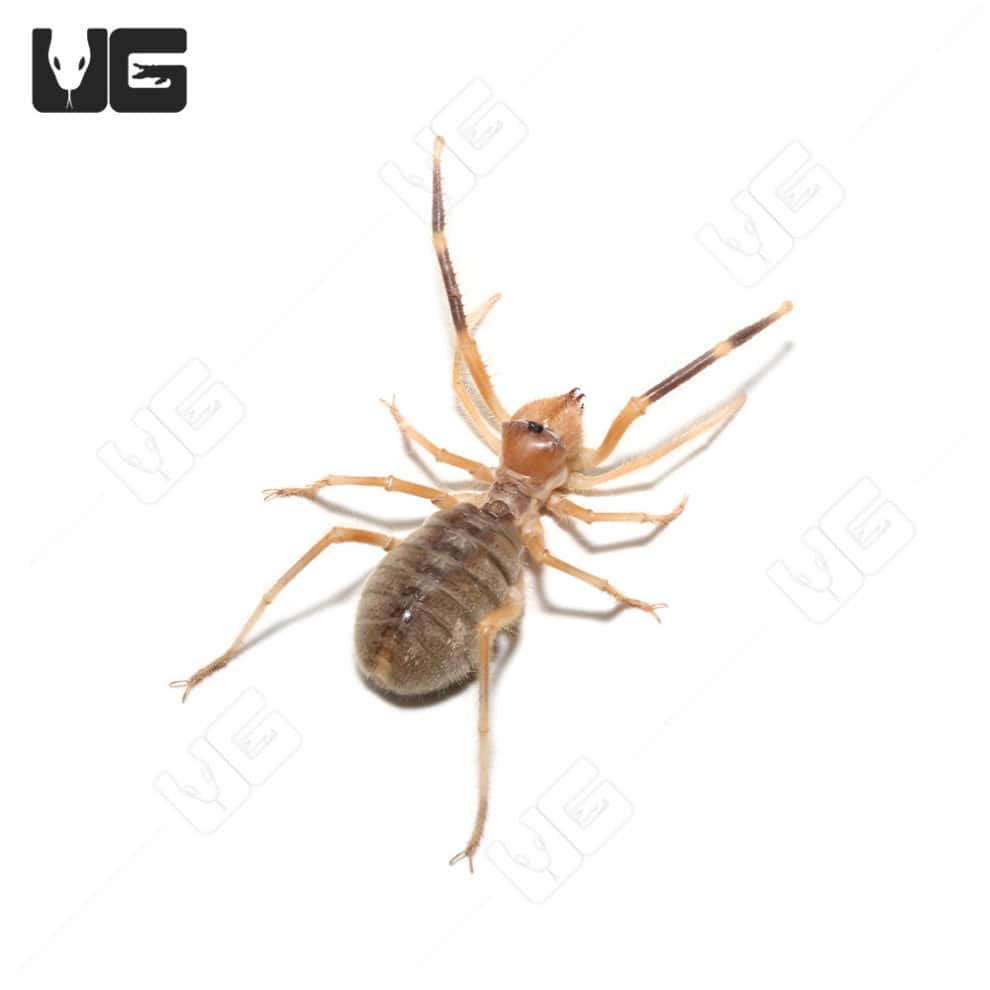 Camel Spider (Galeodes arabs) For Sale - Underground Reptiles