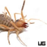 Camel Spider (Galeodes arabs) For Sale - Underground Reptiles