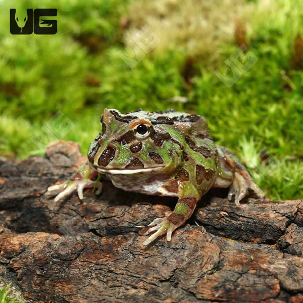 Camo Pacman Frogs For Sale - Underground Reptiles