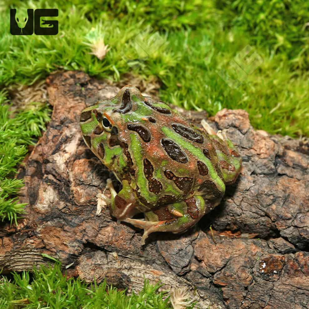 Camo Pacman Frogs For Sale - Underground Reptiles
