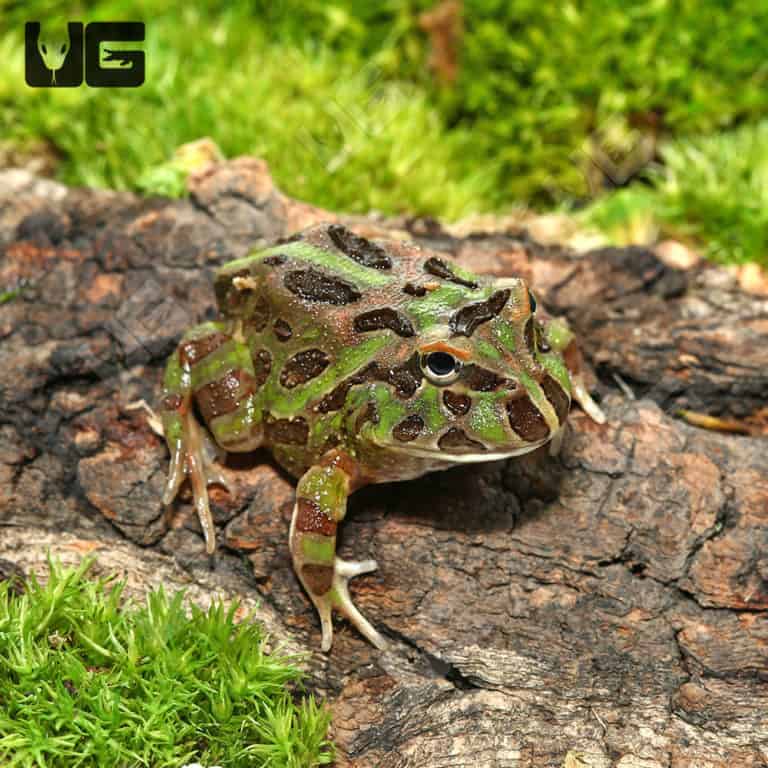 Camo Pacman Frogs For Sale - Underground Reptiles