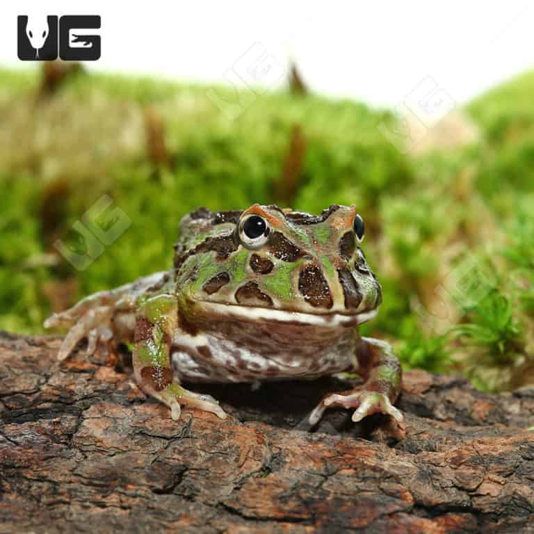Camo Pacman Frogs For Sale - Underground Reptiles