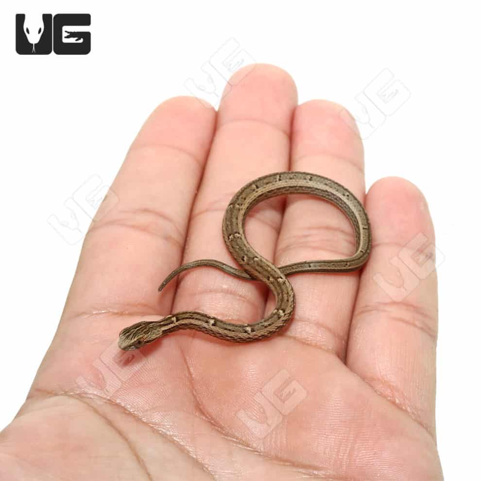 Other Snakes For Sale - Underground Reptiles