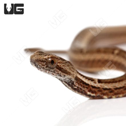 Other Snakes For Sale - Underground Reptiles